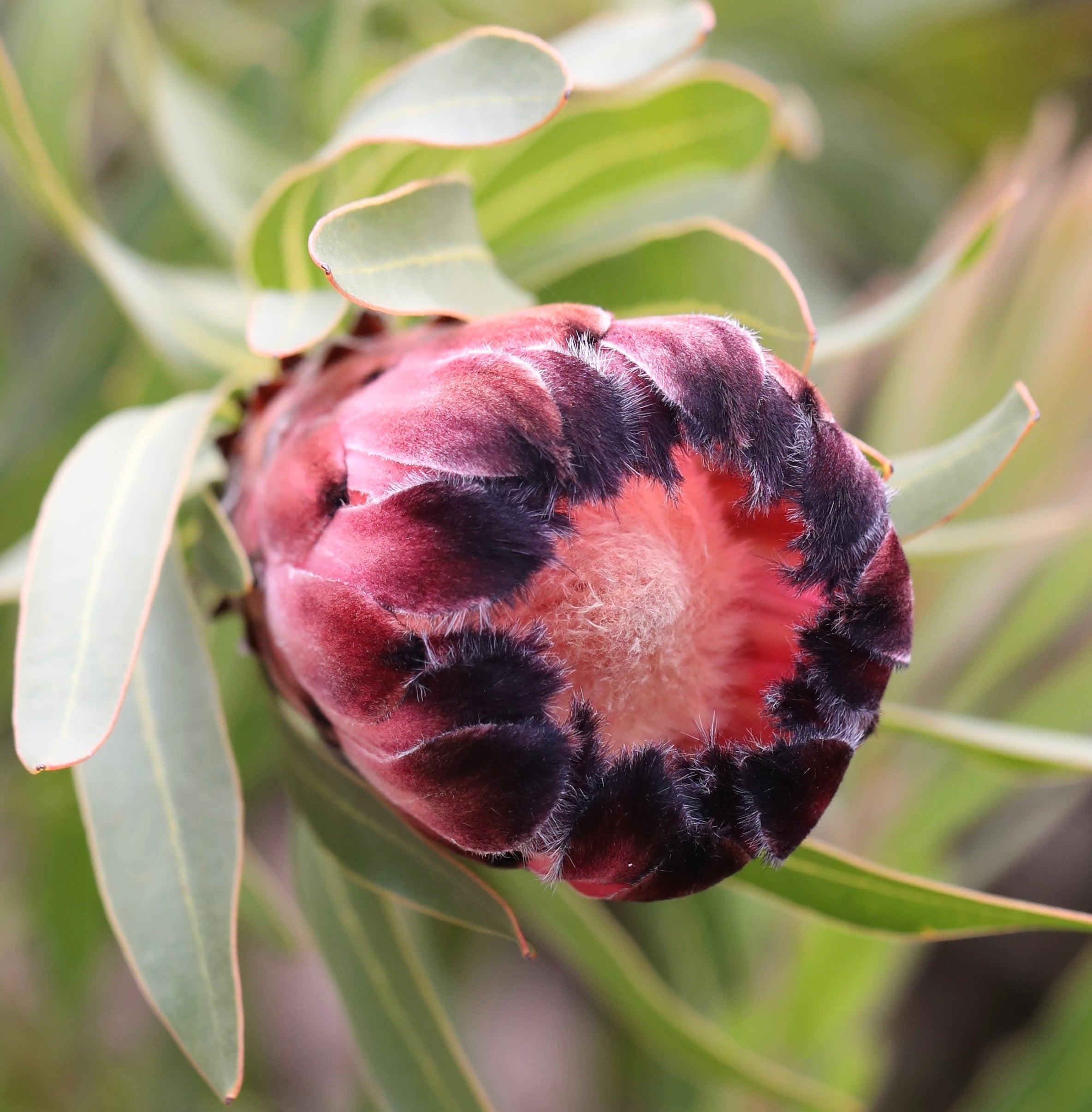 Protea - Buy Proteas Online, Delivered To Your Door