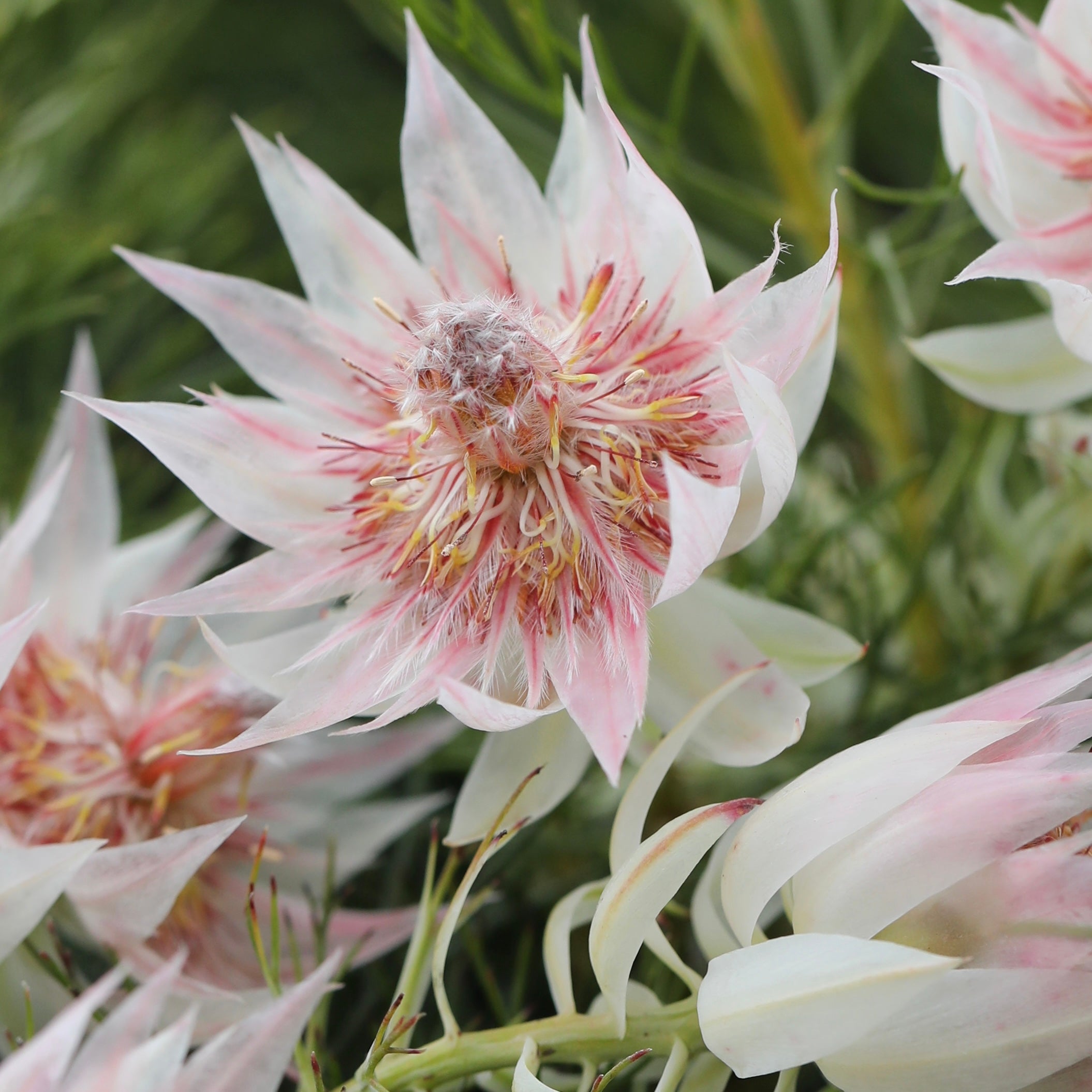 Serruria - Blushing Bride, Pretty N Pink - Proteas Online