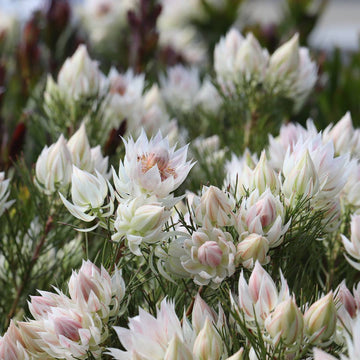 Protea Plants - Buy Protea Plants Online - Shop Proteaflora