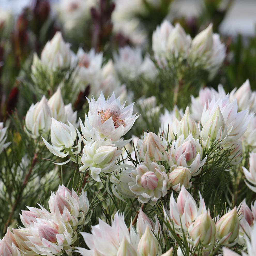 Serruria Blushing Bride - Romantic, Rare & Elegant Protea Variety