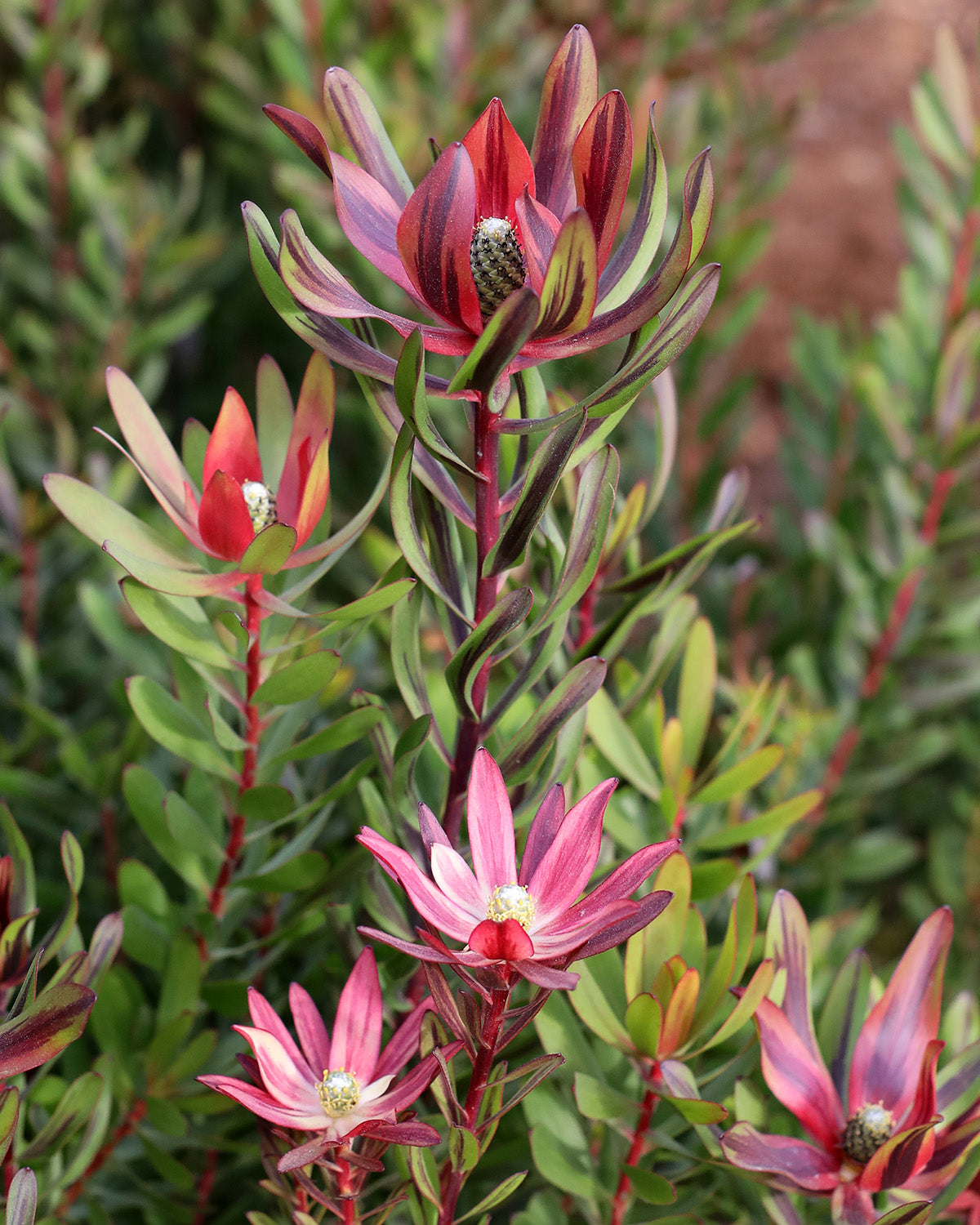 Leucadendron Burgundy Blaze - Vibrant Leucadendron Plants For Sale ...