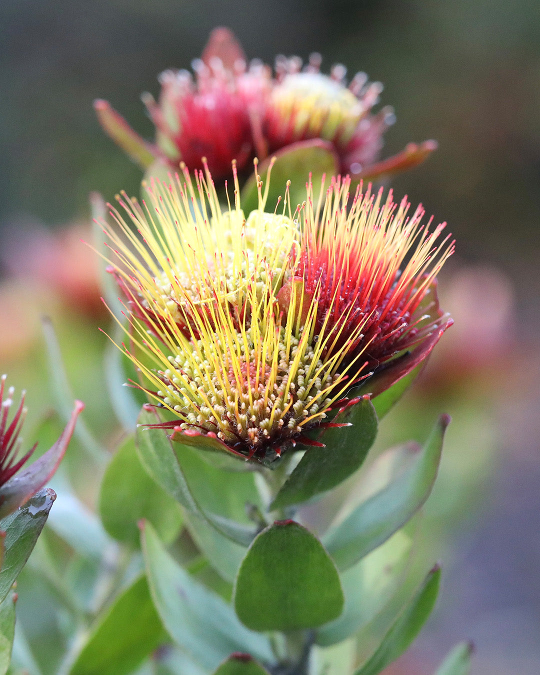 Leucospermum Calypso Red - Vibrant, Hardy Pincushion Plant For Sale