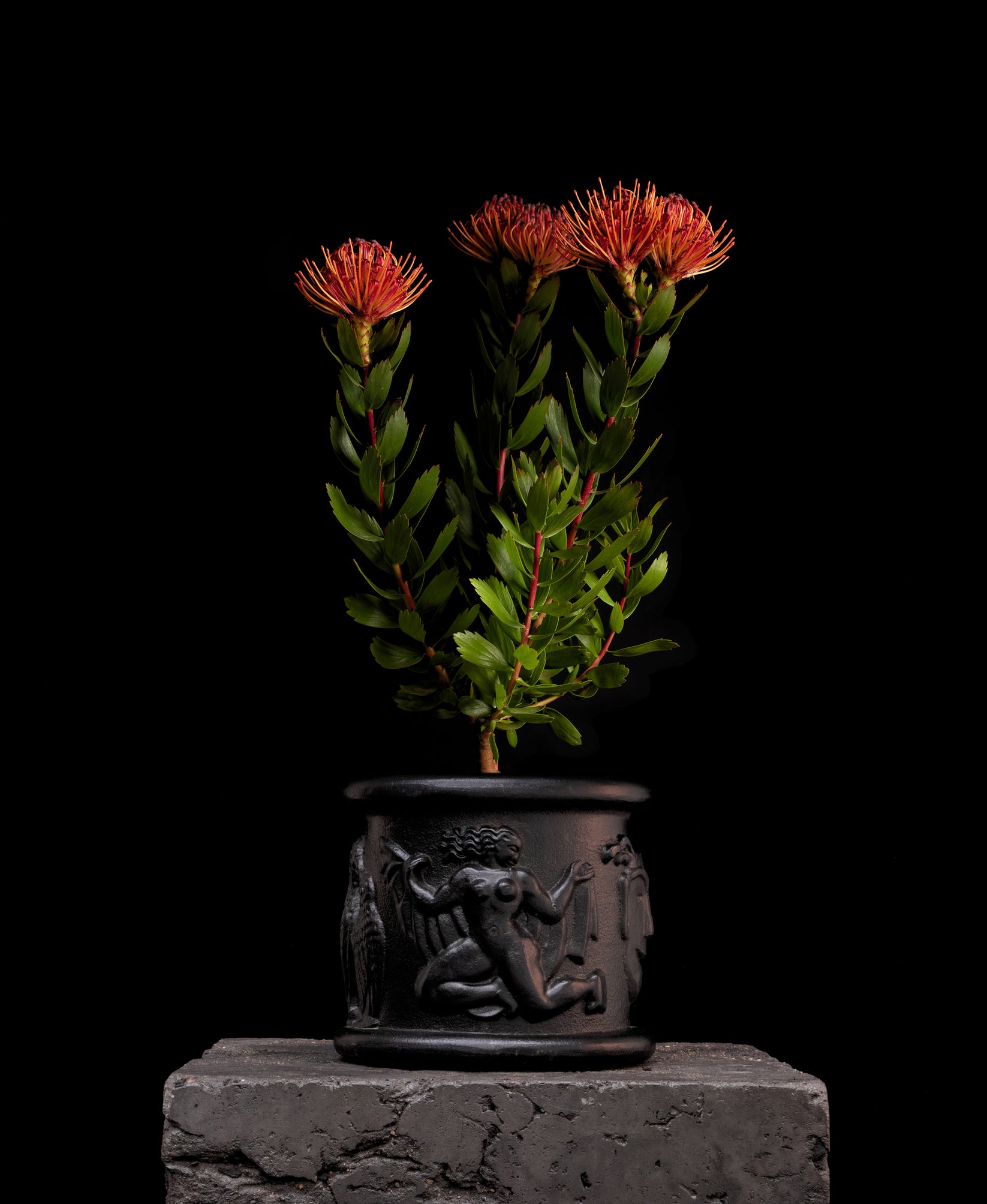 Leucospermum Carnival® Red – Vibrant, Hardy Flowering Plant for Sale