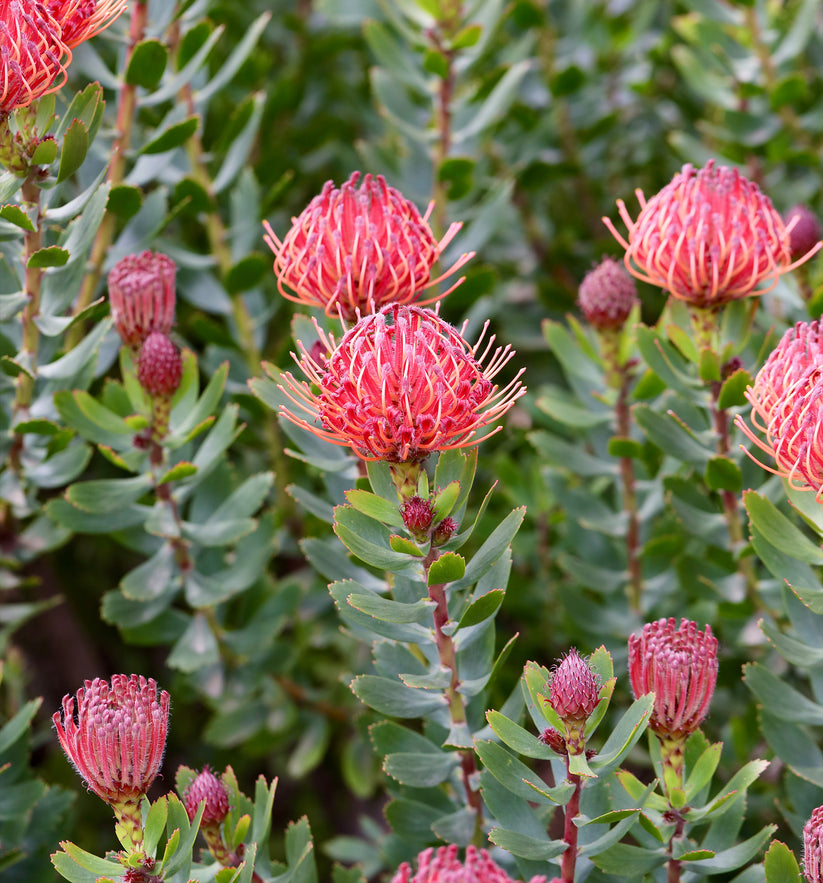 Leucospermum Carnival® Red – Vibrant, Hardy Flowering Plant for Sale