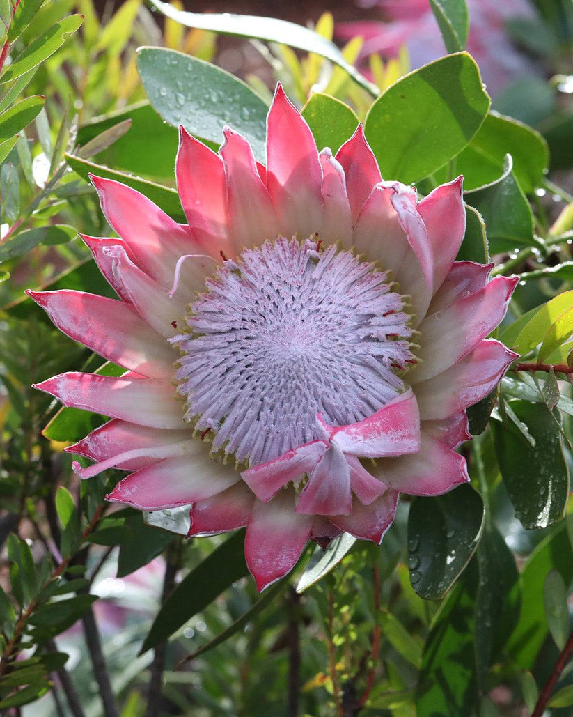 Protea King Pink - Iconic, Vibrant Pink Protea Cynaroides For Sale