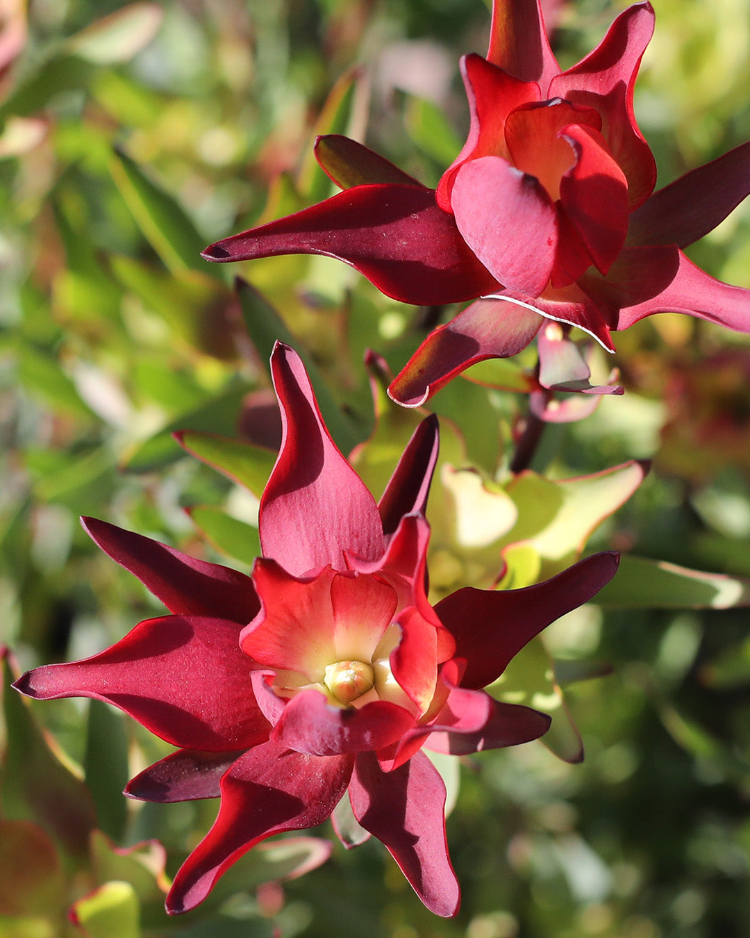 Leucadendron Red Devil – Compact Plant with Seasonal Coloured Foliage