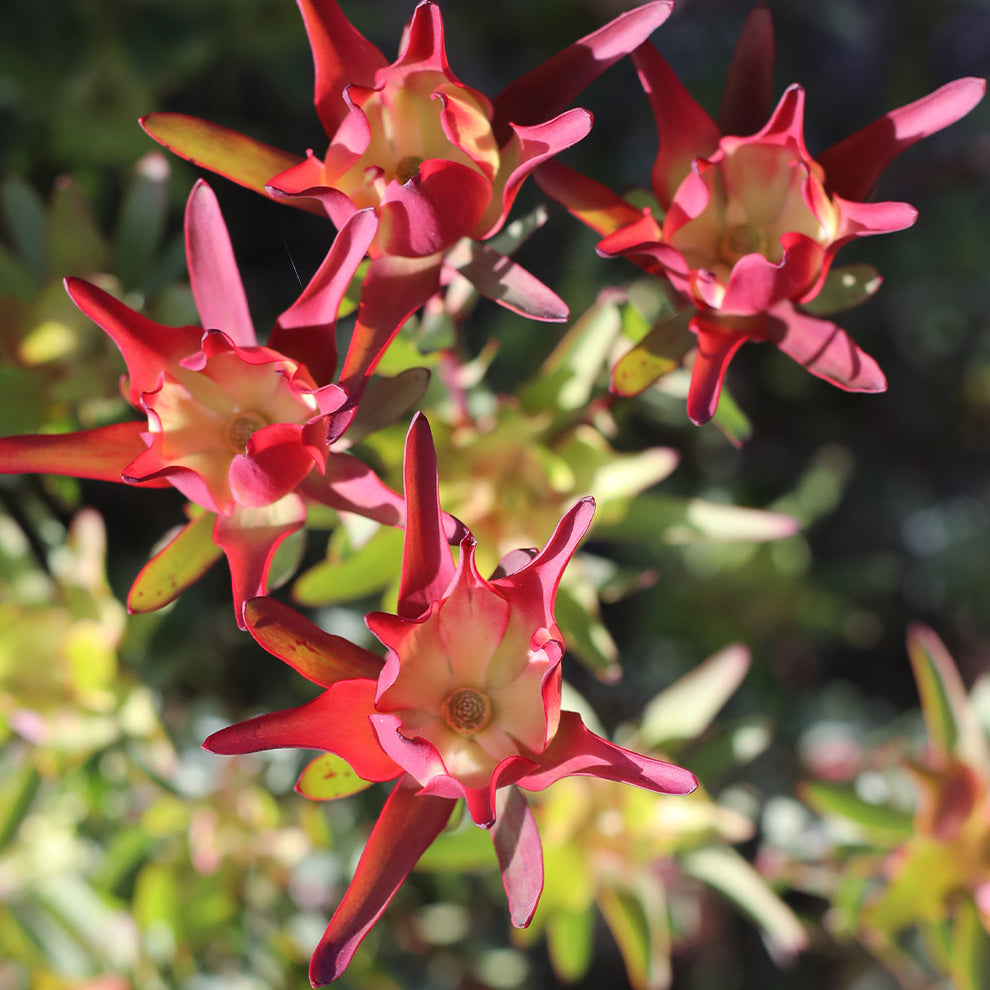 Leucadendron Red Devil – Compact Plant with Seasonal Coloured Foliage