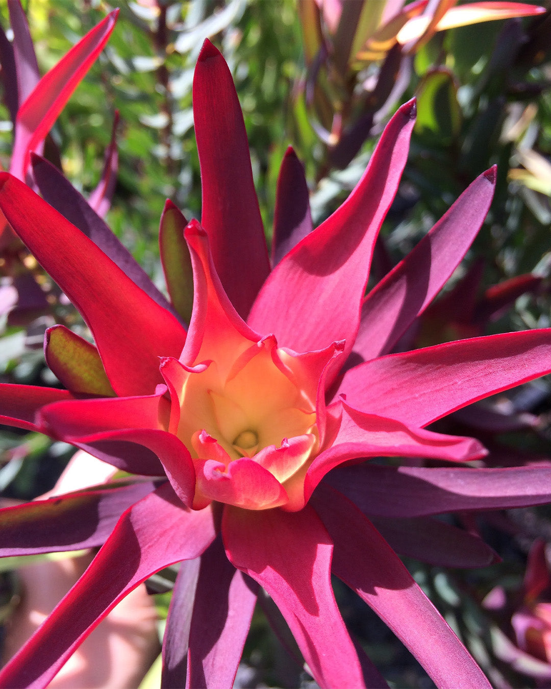 Leucadendron Red Devil – Compact Plant with Seasonal Coloured Foliage