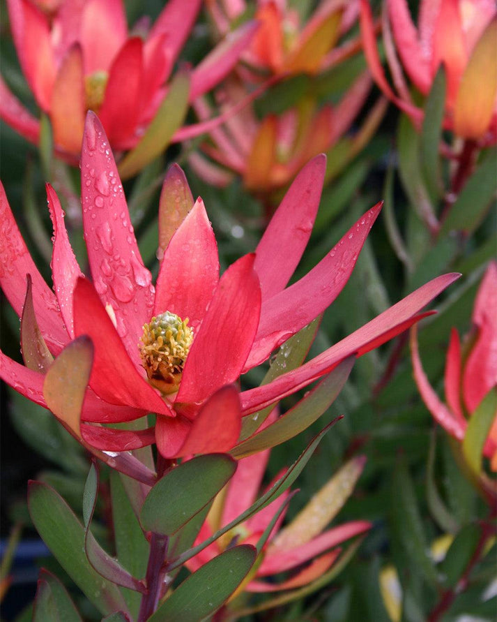 Leucadendron Safari Sunset – Stunning Vibrant Flowers & Strong Growth