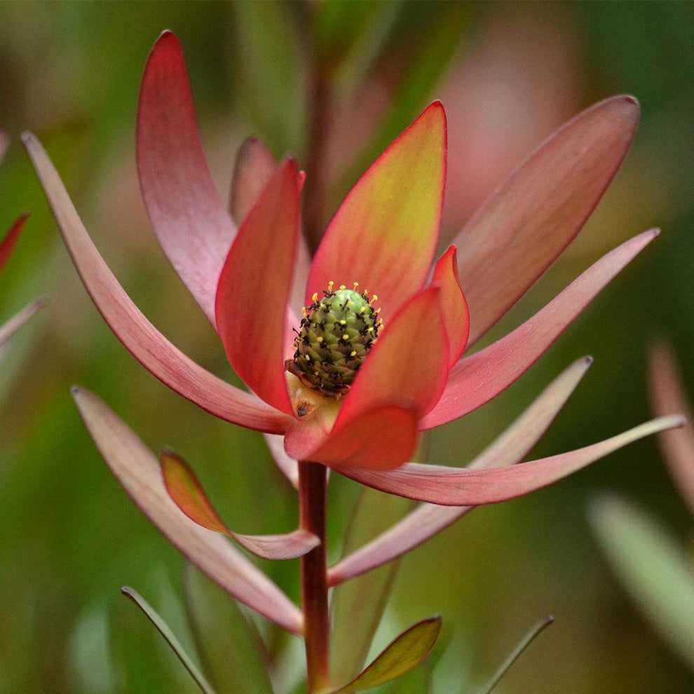 Leucadendron Safari Sunset – Stunning Vibrant Flowers & Strong Growth
