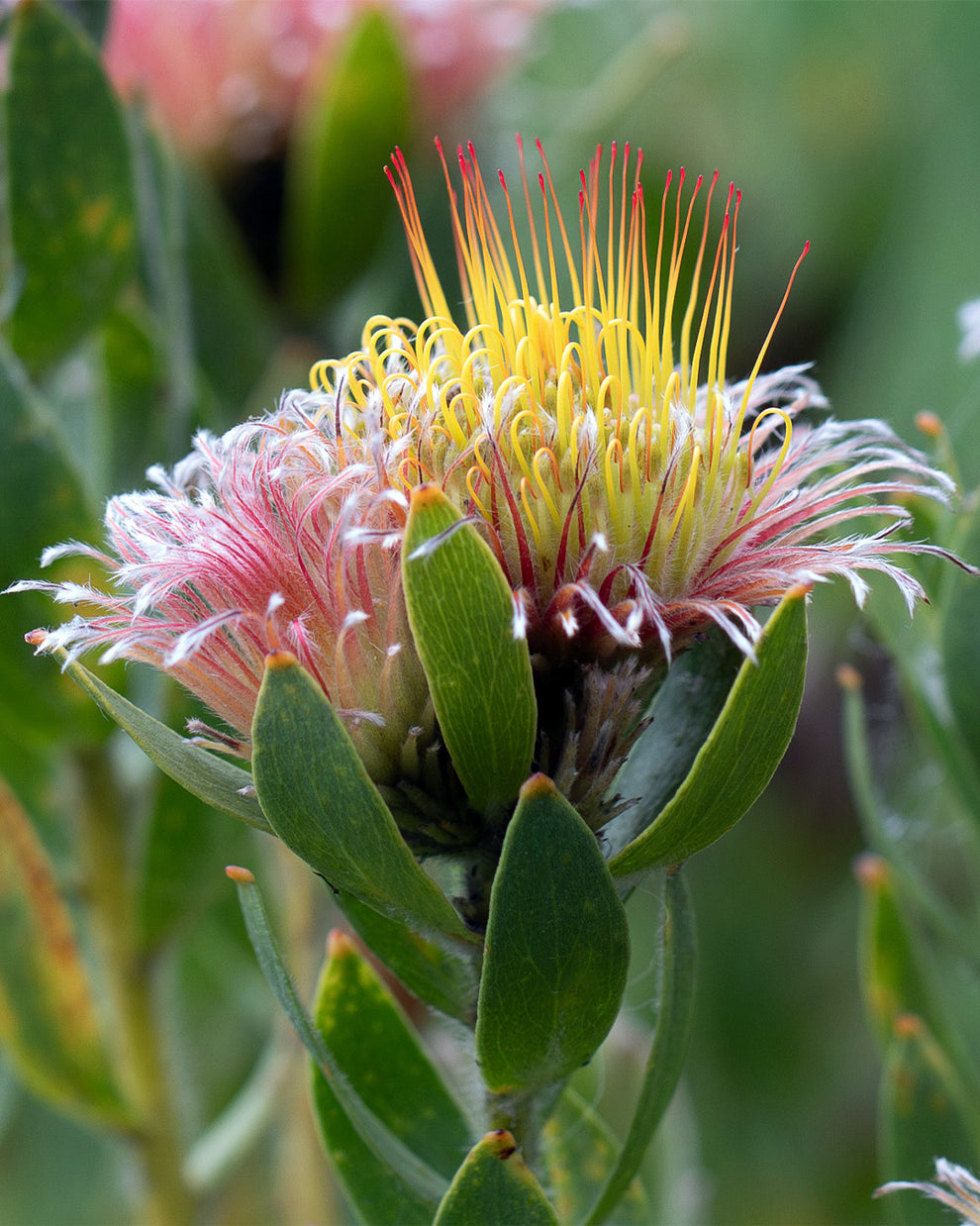 Leucospermum Calypso Pink - Vibrant Plant For Pots & Low-Water Gardens