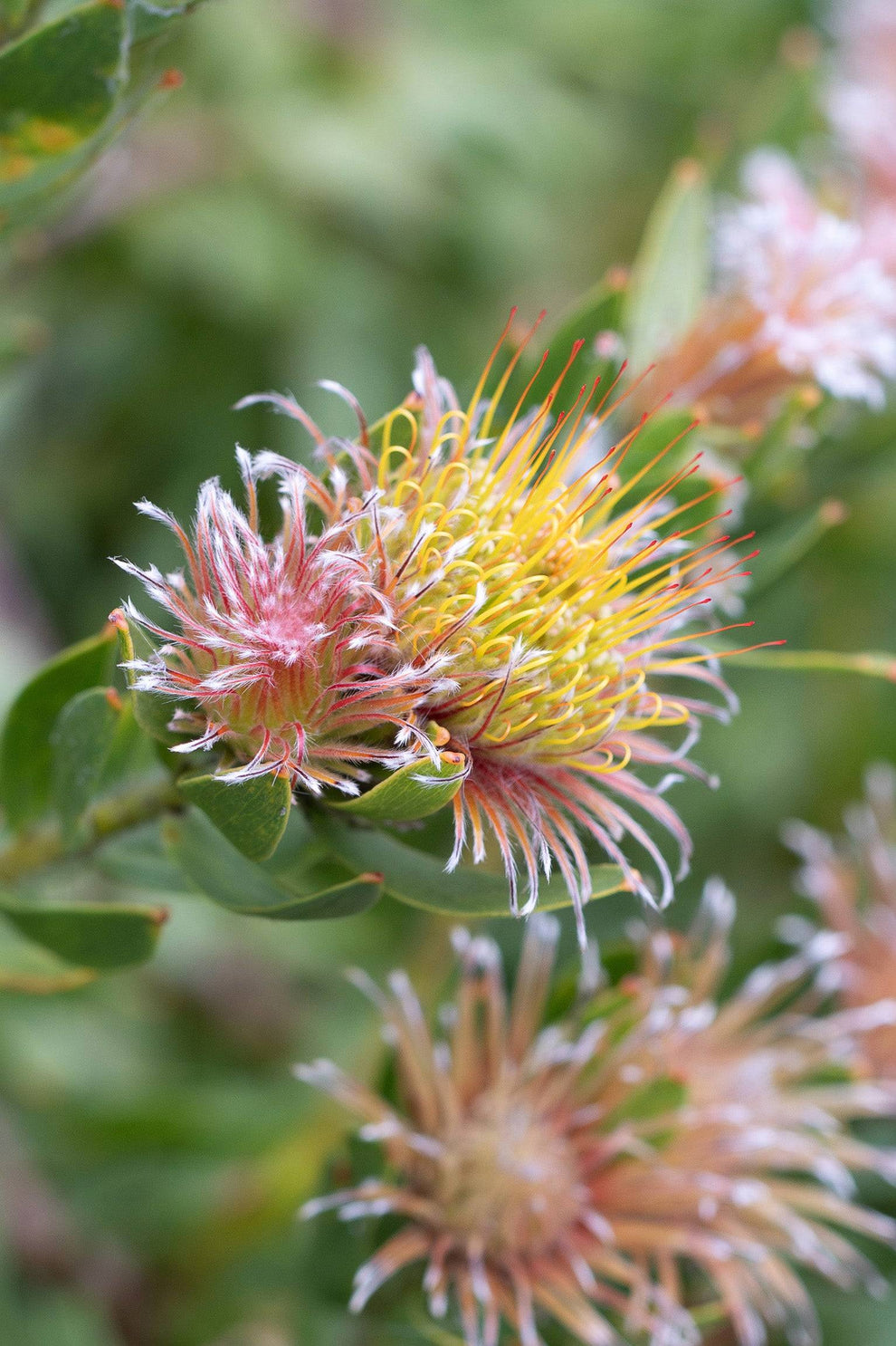 Leucospermum Calypso Pink - Vibrant Plant For Pots & Low-Water Gardens