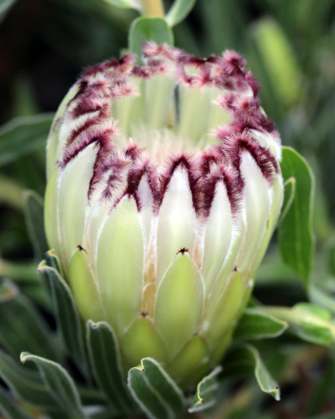 Protea Limelight - Beautiful Garden Plants for Small Gardens