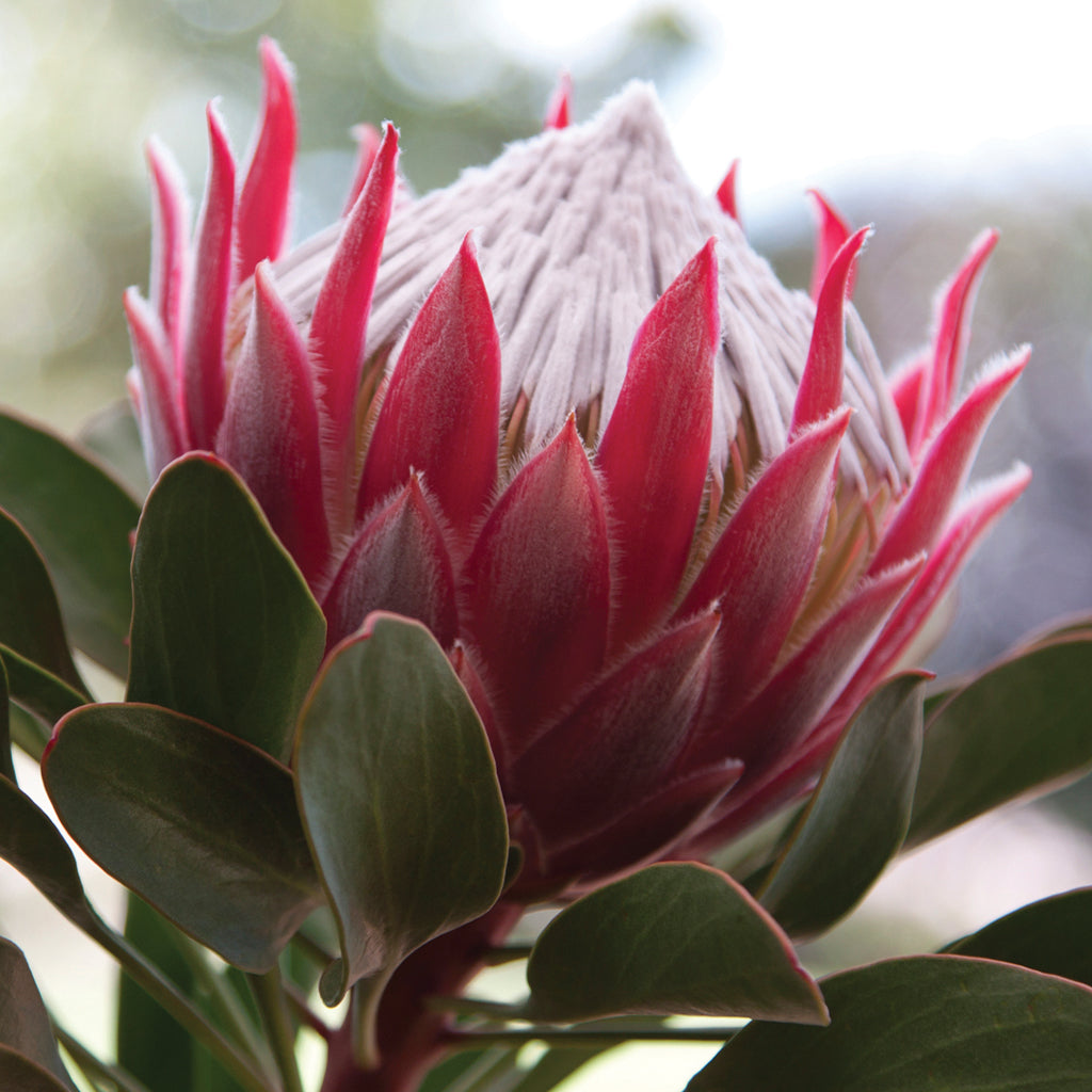 Protea Little Prince - Vibrant King Protea Plant For Sale Australia