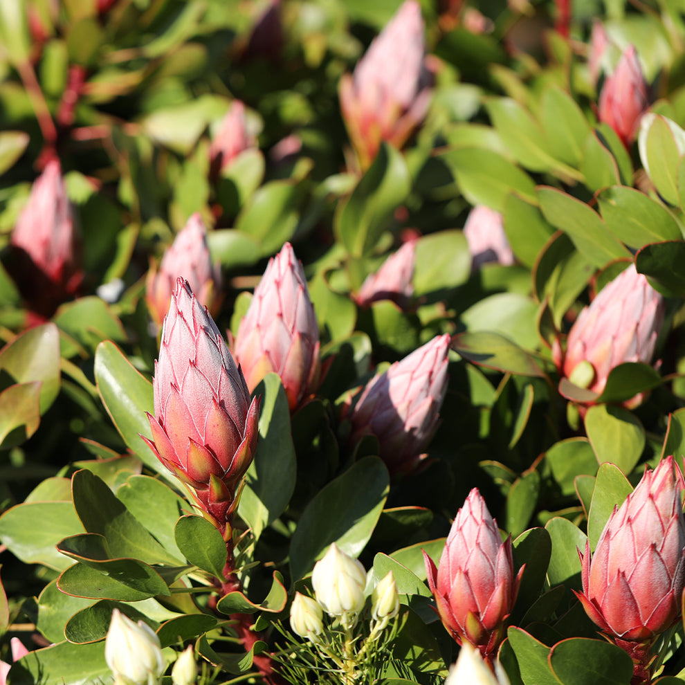 Protea Little Prince - Vibrant King Protea Plant For Sale Australia