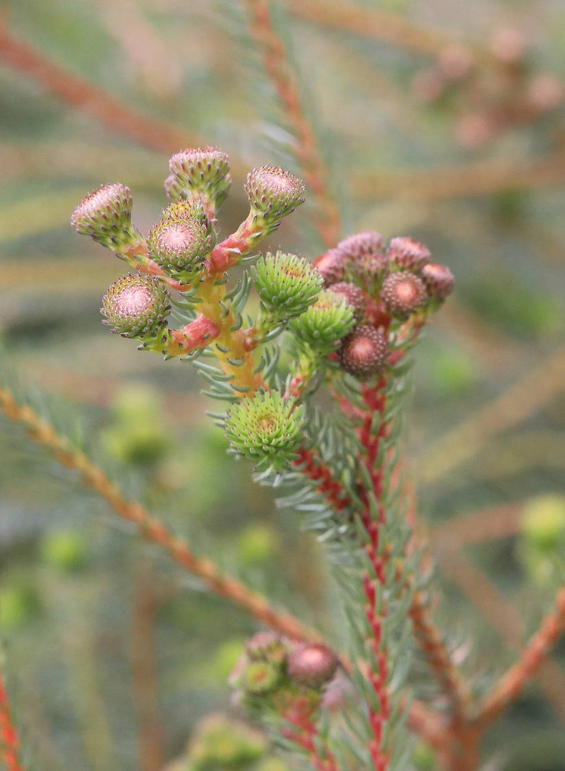 Majira Berzelia Stokoei - Australian Native Plants Online