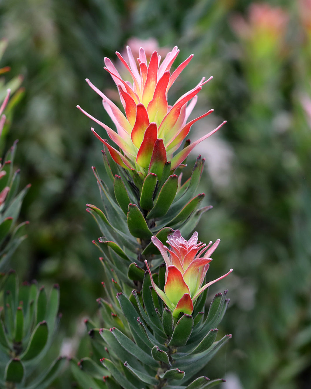 Protea Plants - Buy Protea Plants Online - Shop Proteaflora