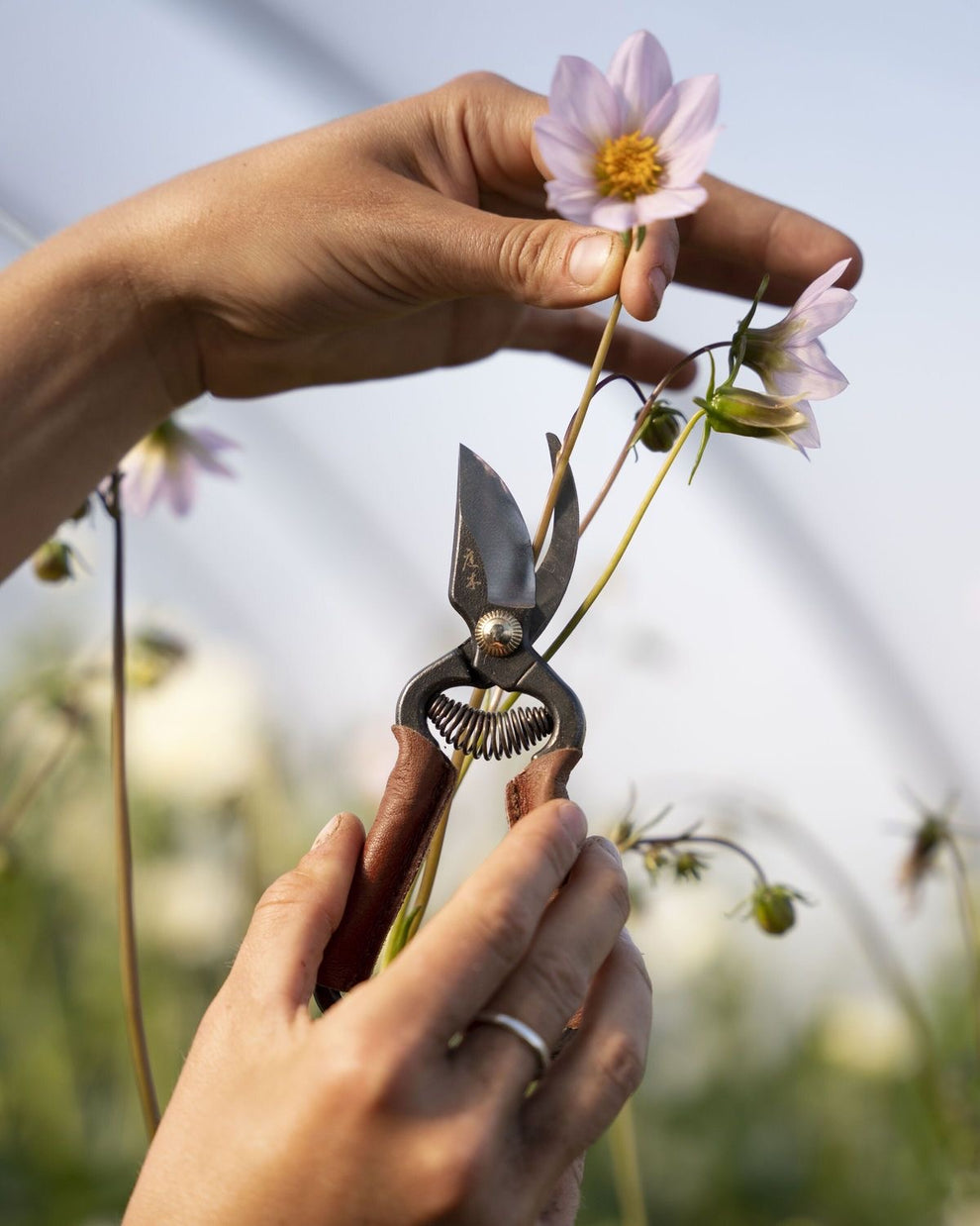 Niwaki Mini Secateurs - Japanese Secateurs & Pruners