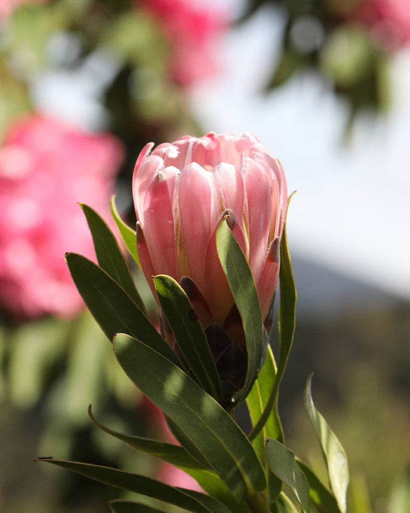 Protea Pink Pearl - Compact Tree with Soft Pink Winter Flowers For Sale
