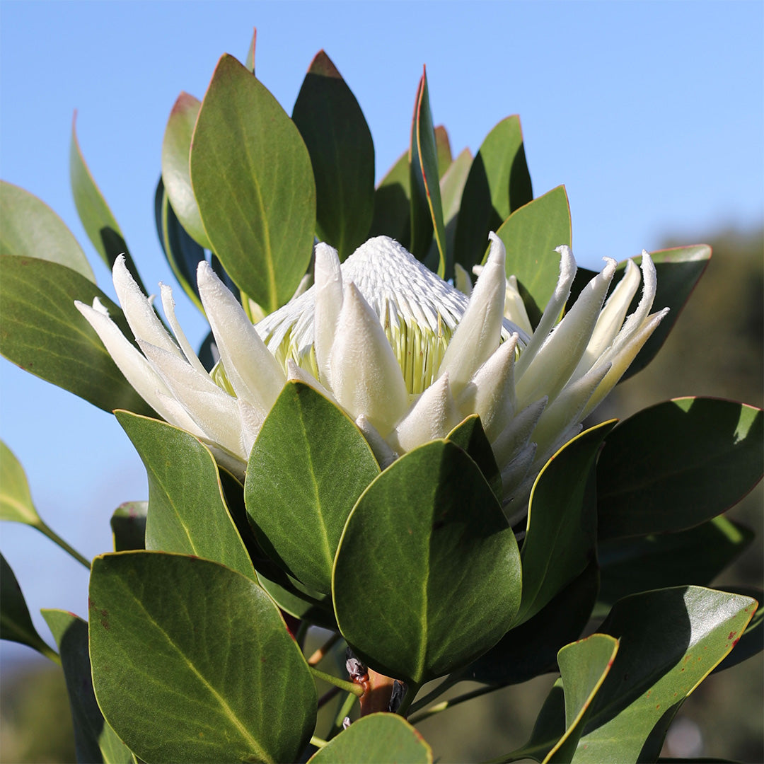 Protea King White – Striking, Sculptural Flowers for Home Gardens
