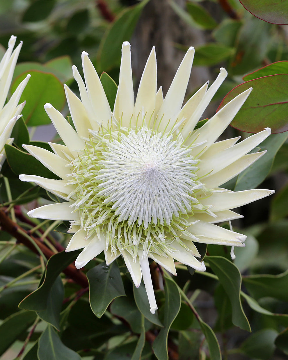 Protea King White – Striking, Sculptural Flowers for Home Gardens