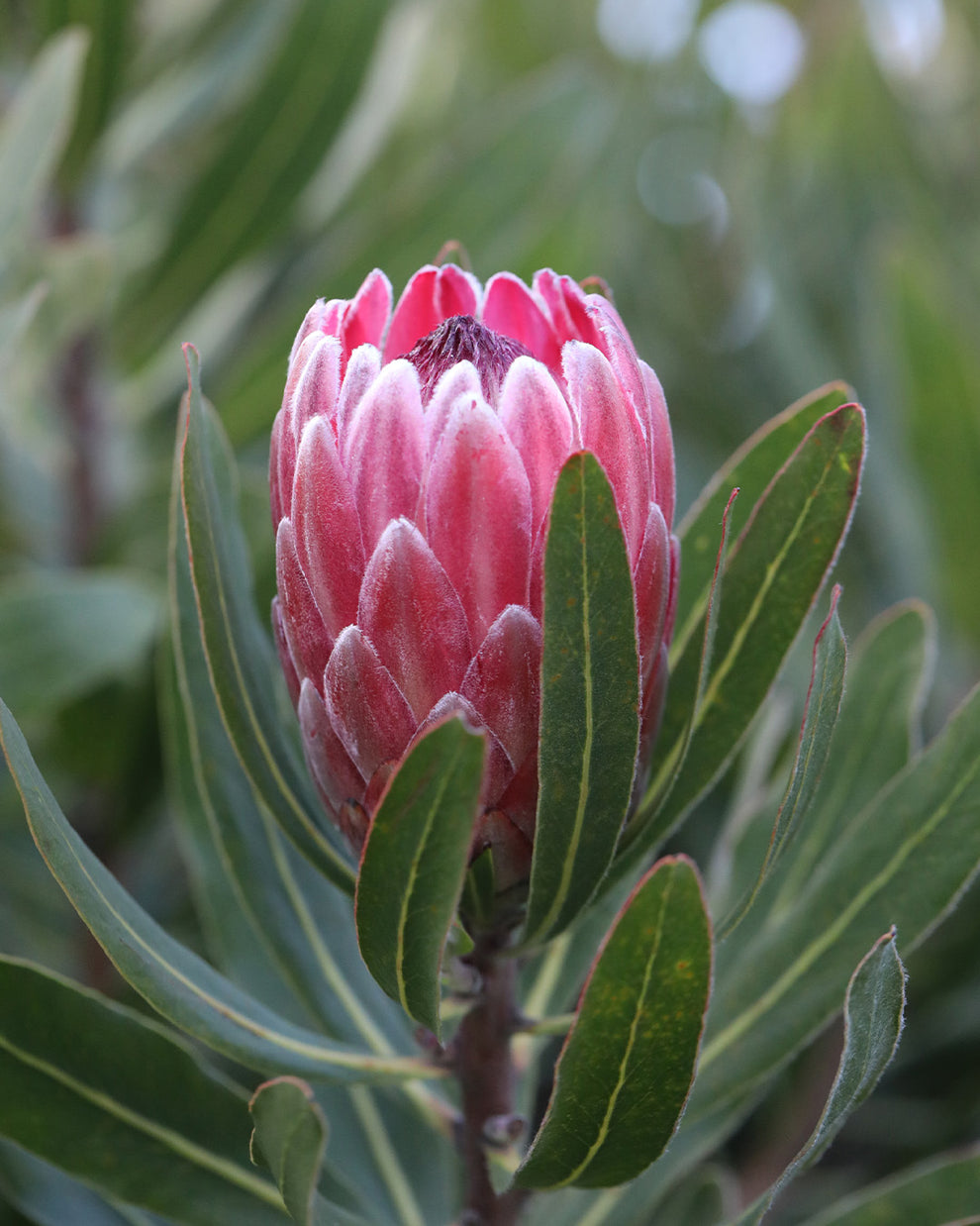 Protea Pink Ice – Vibrant, Low-Maintenance Protea Plants For Sale