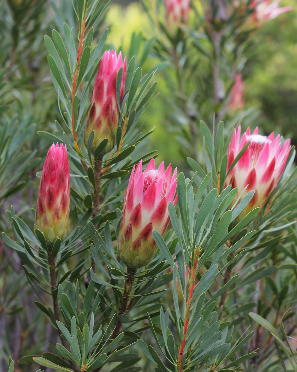Protea Ruby Blush – Vibrant, Hardy Protea Plants For Sale Online