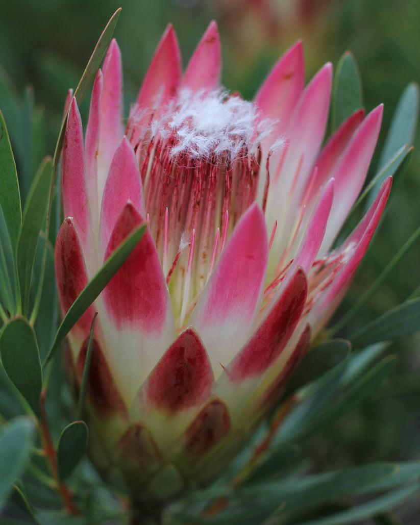 Protea Ruby Blush – Vibrant, Hardy Protea Plants For Sale Online