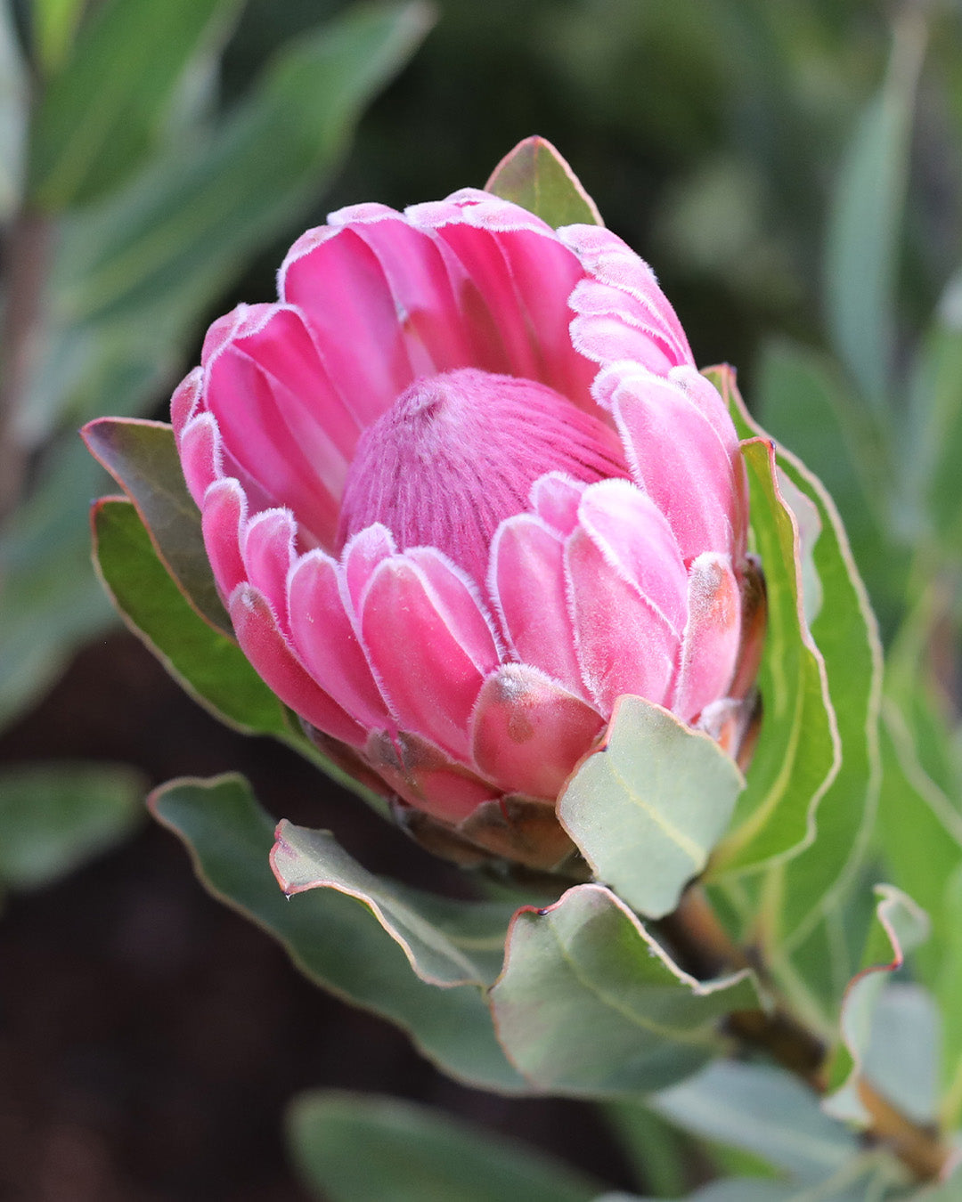 Protea Stately – Vibrant Winter Flowers & Natural Hedge Alternative