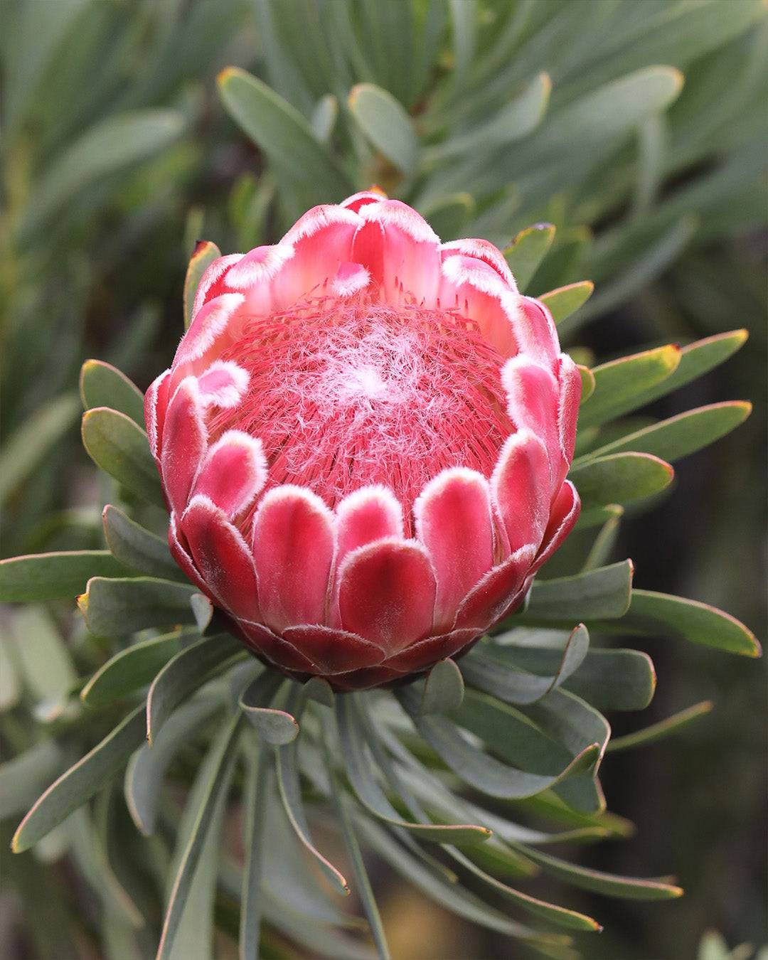 Protea Venus - Stunning, Red Proteas For Sale Australia - 100mm Pot
