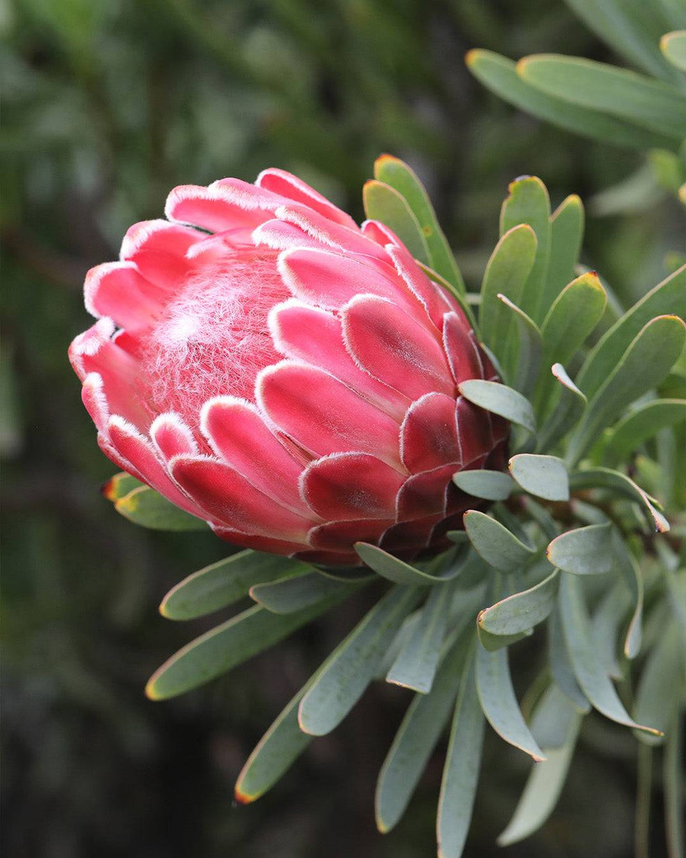 Protea Venus - Stunning Pink & Red Flowers for Your Garden