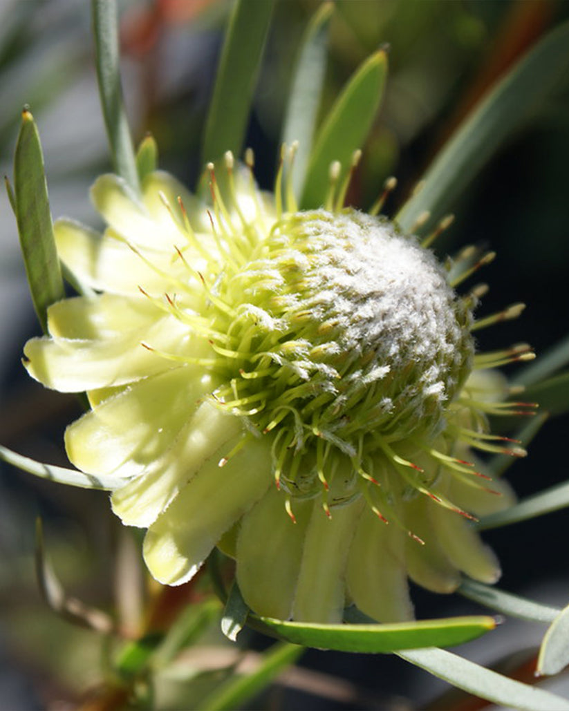 Protea White Mystic - Rare, Elegant Protea Variety for Your Garden