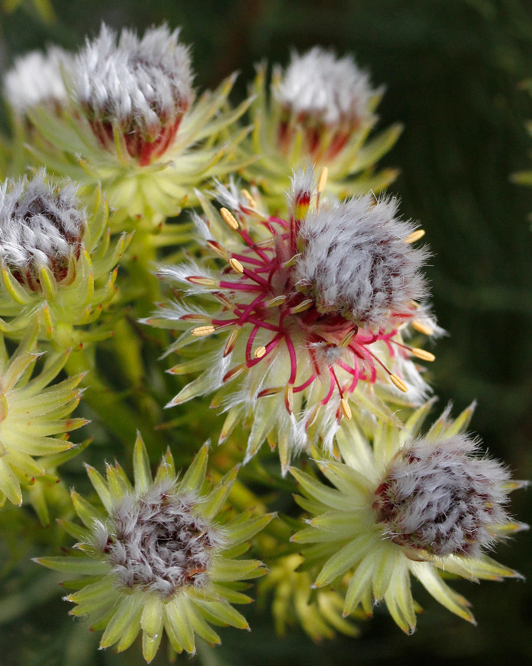Serruria Raspberry Burst For Sale – Beautiful Winter & Spring Flowers