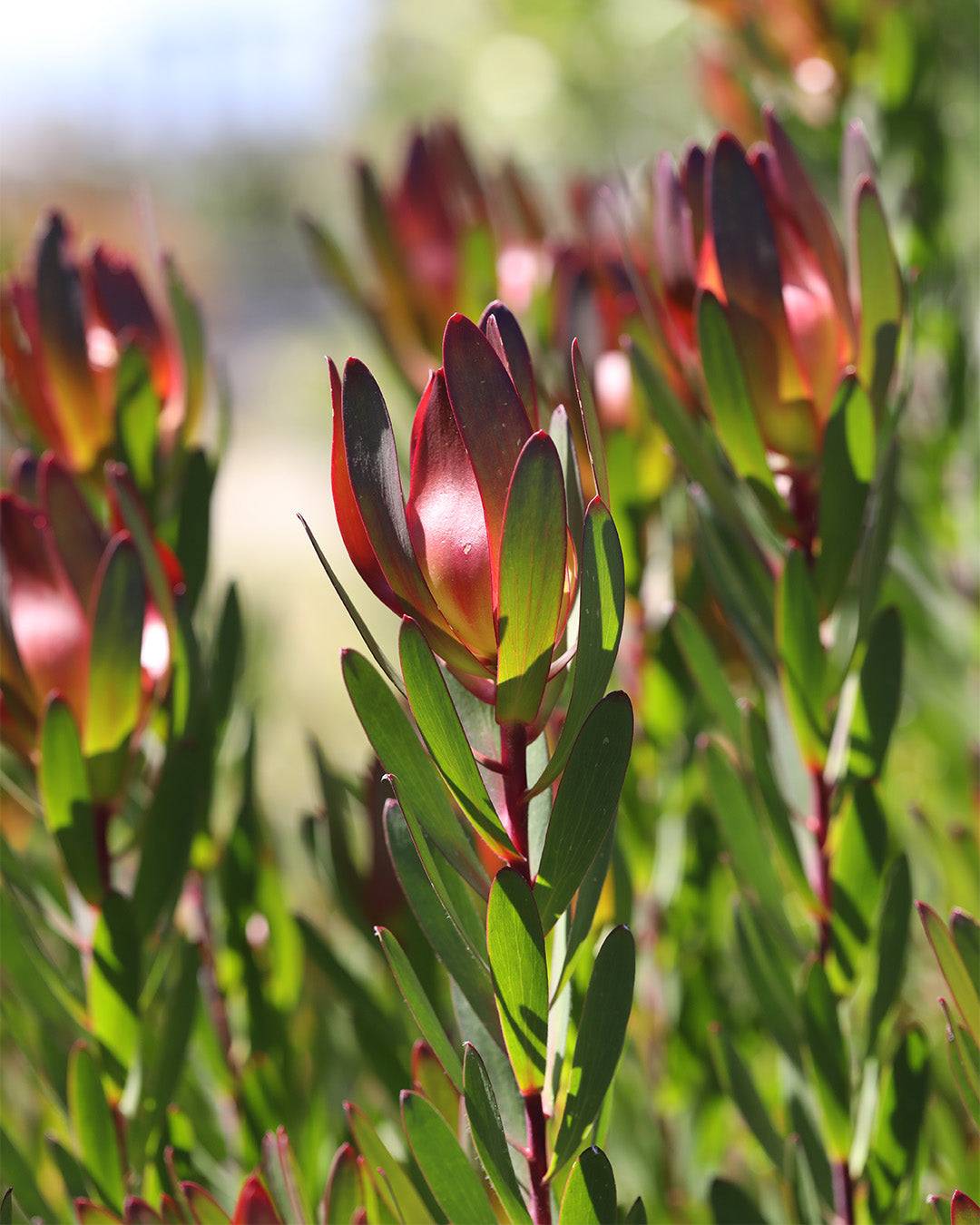 Leucadendron Safari Sunset – Stunning Vibrant Flowers & Strong Growth
