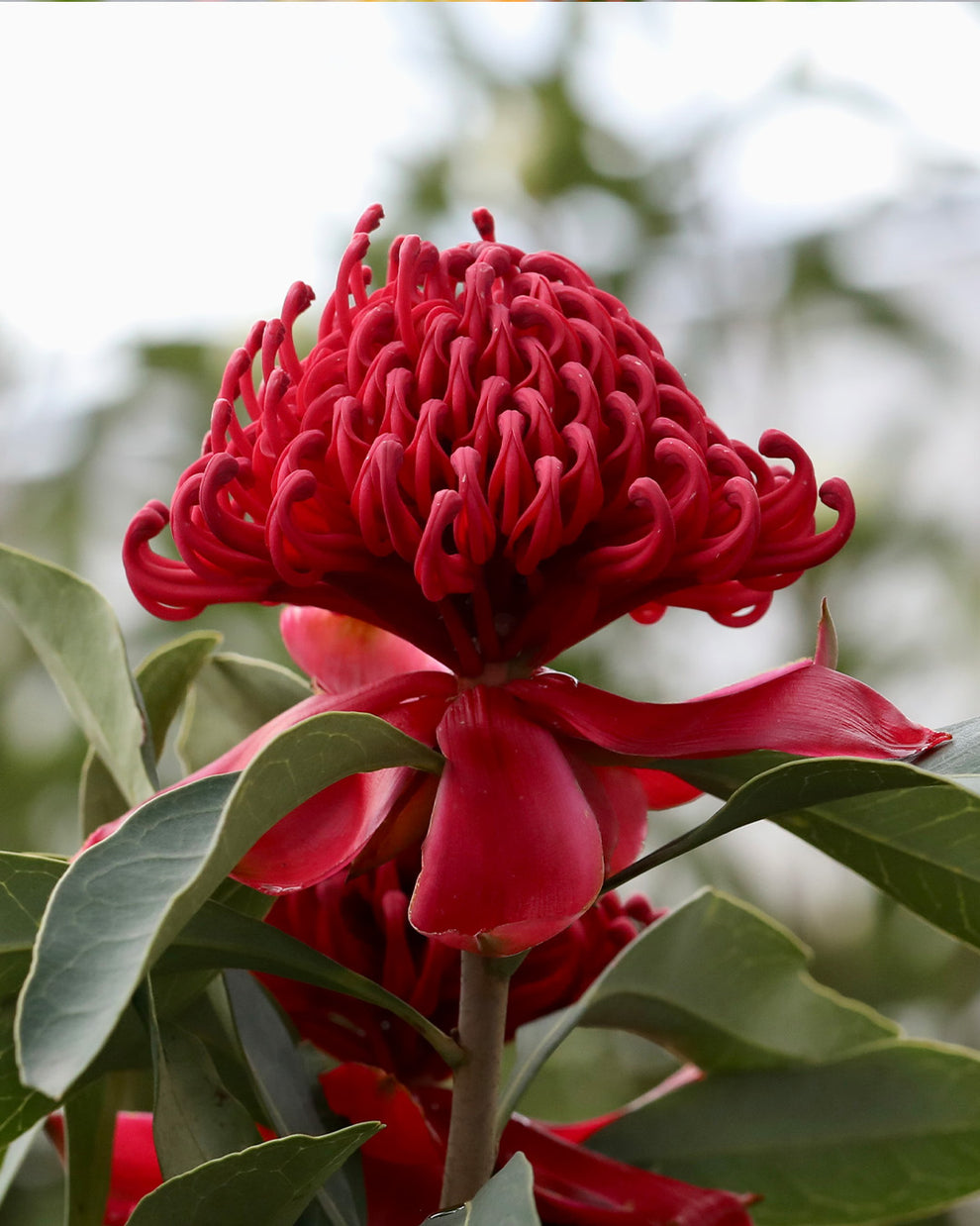 Shady Lady Red Waratah – Stunning, Hardy Waratah Plants For Sale
