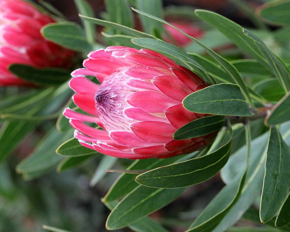 Protea Special Pink Ice – Vibrant, Hardy Plants For Your Home Garden