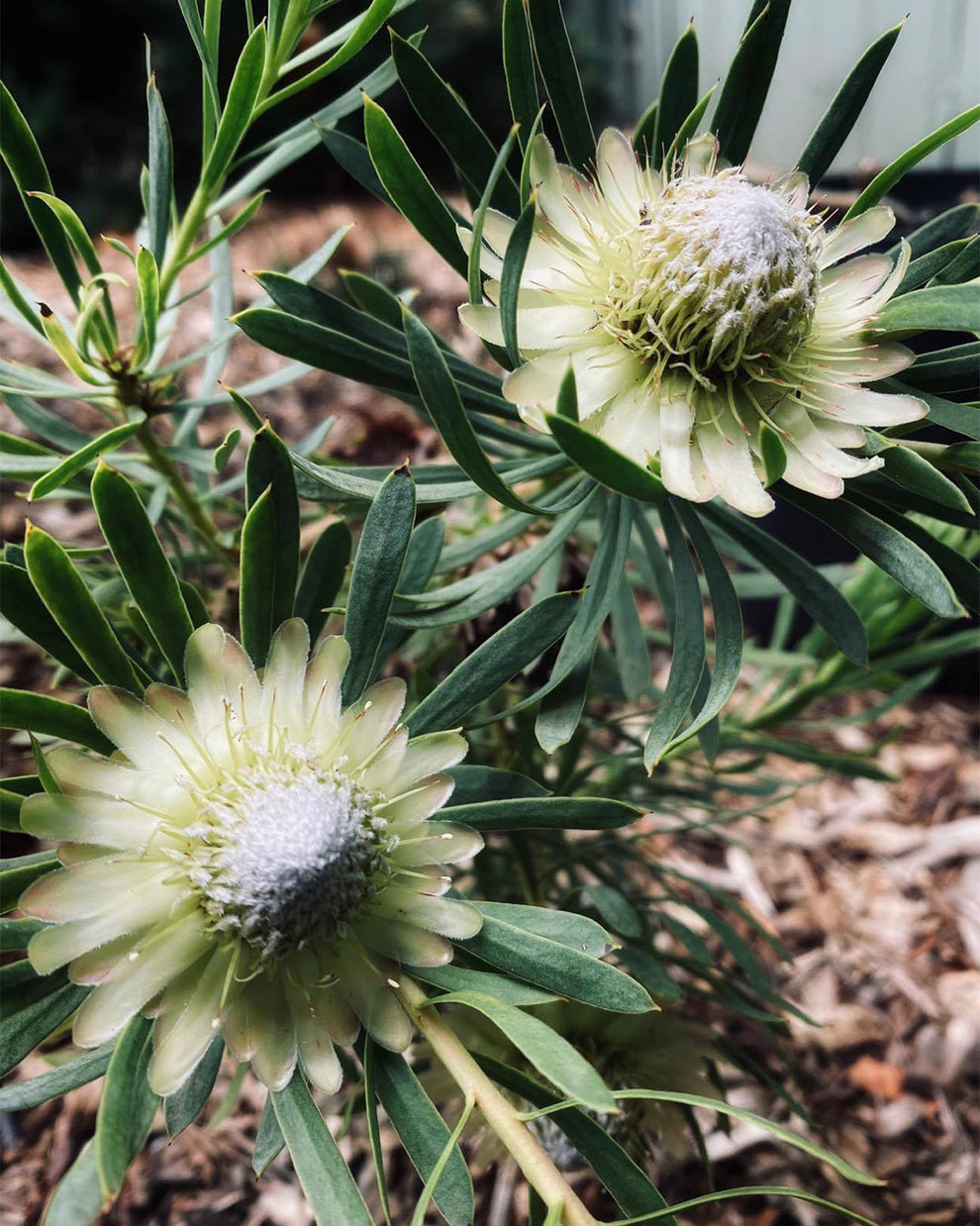 Protea White Mystic - Rare, Elegant Protea Variety for Your Garden