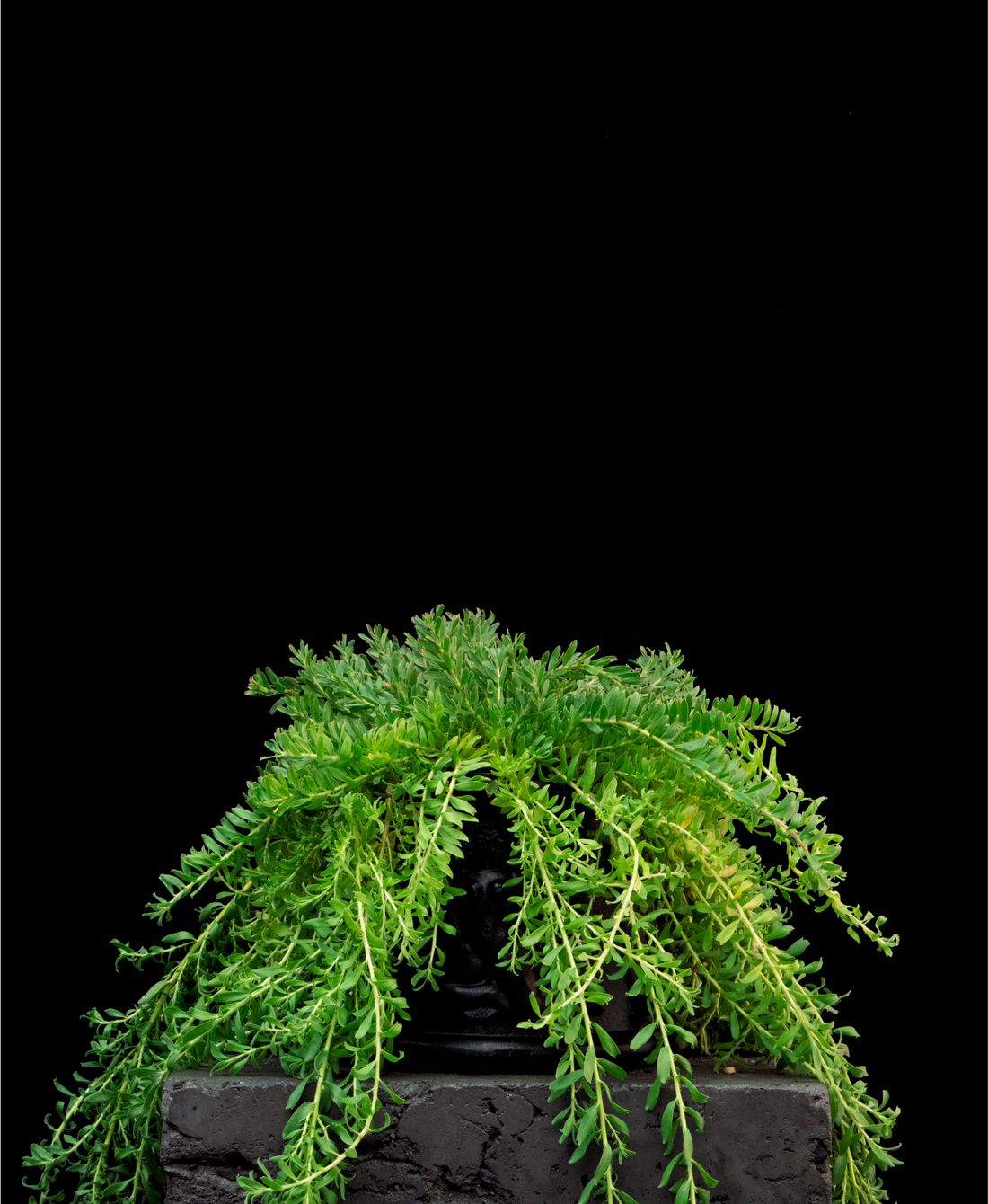 Leucospermum Prostratum - Buy Leucospermum Plants Online