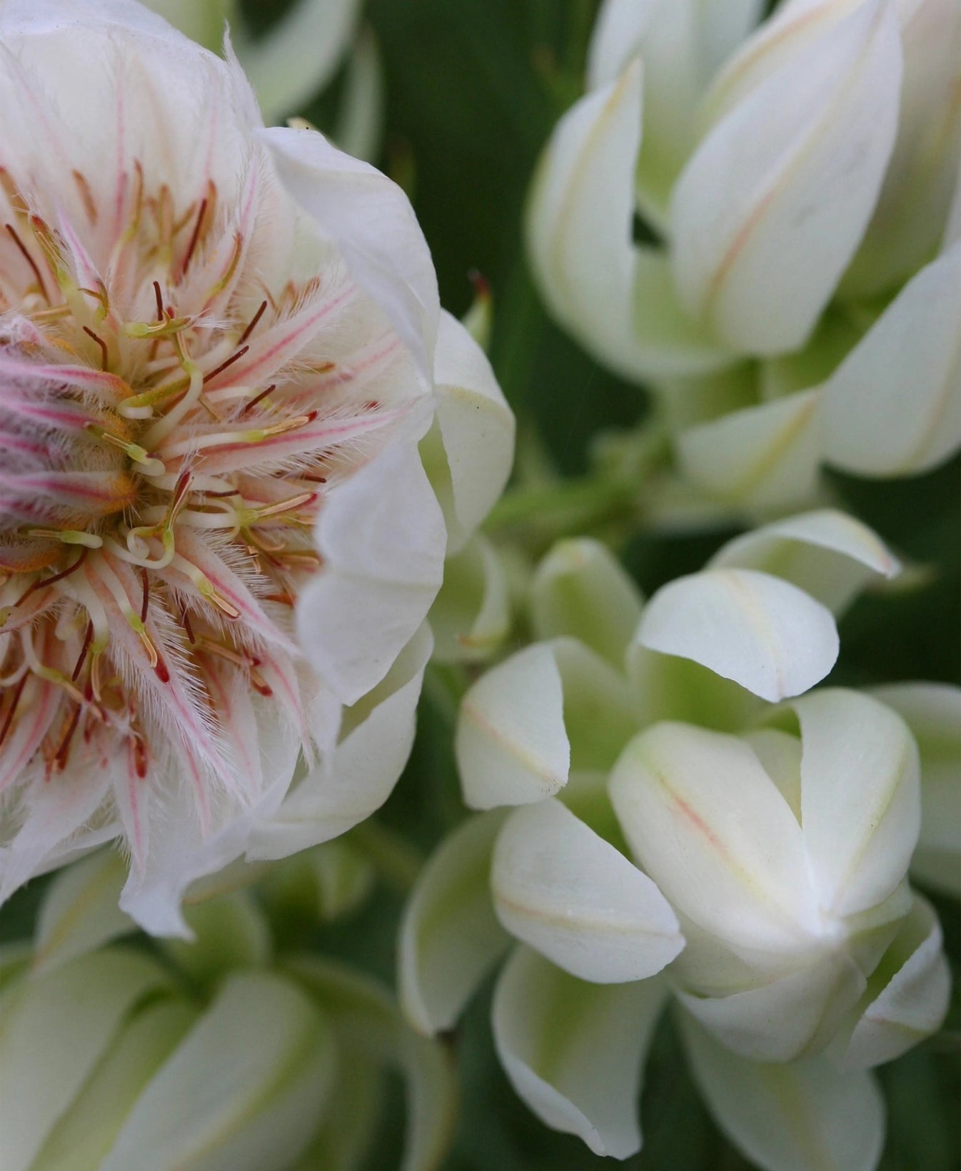 Blushing Bride Serruria - Protea Plant Varieties - Proteaflora