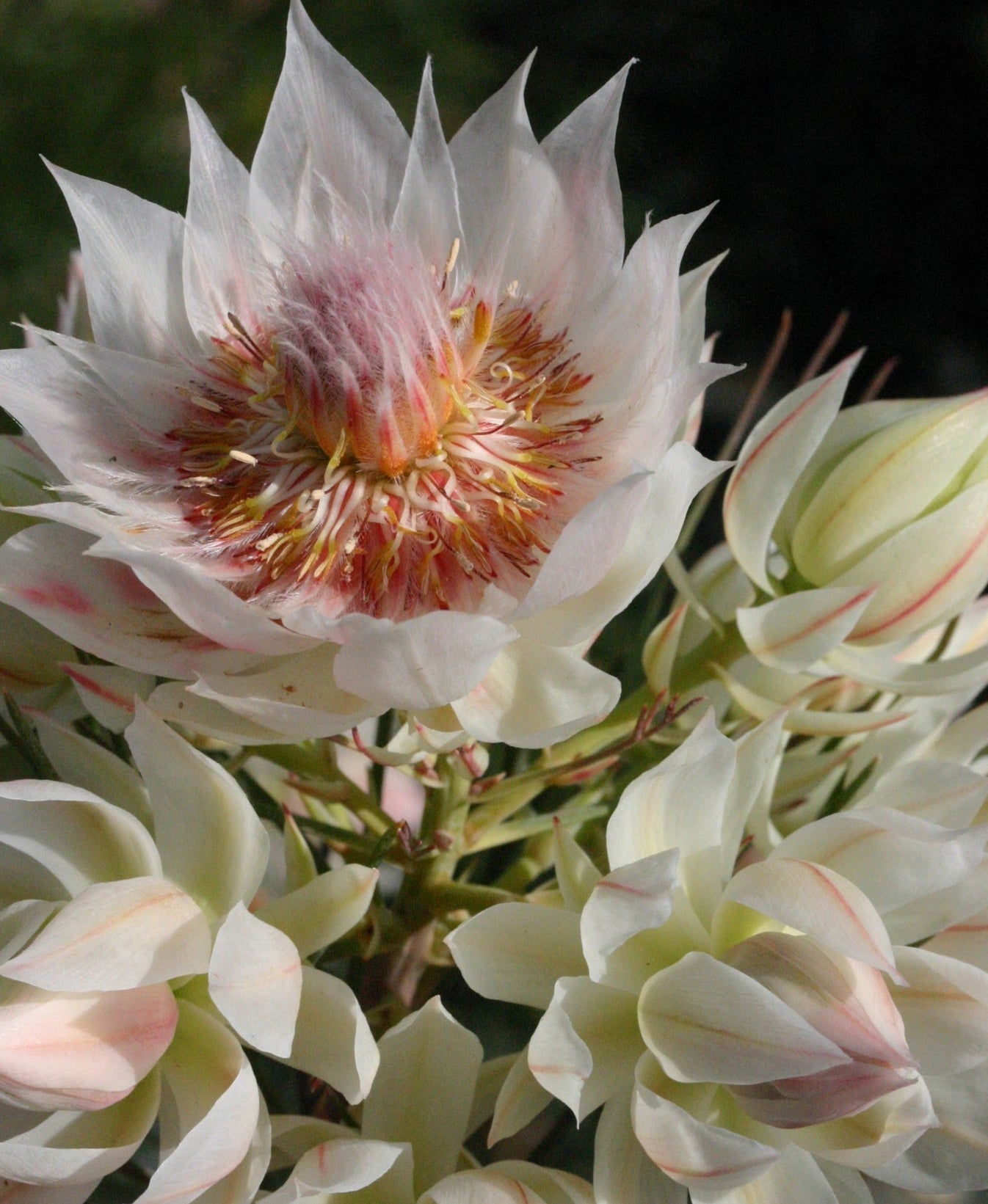 Blushing Bride Serruria - Protea Plant Varieties - Proteaflora