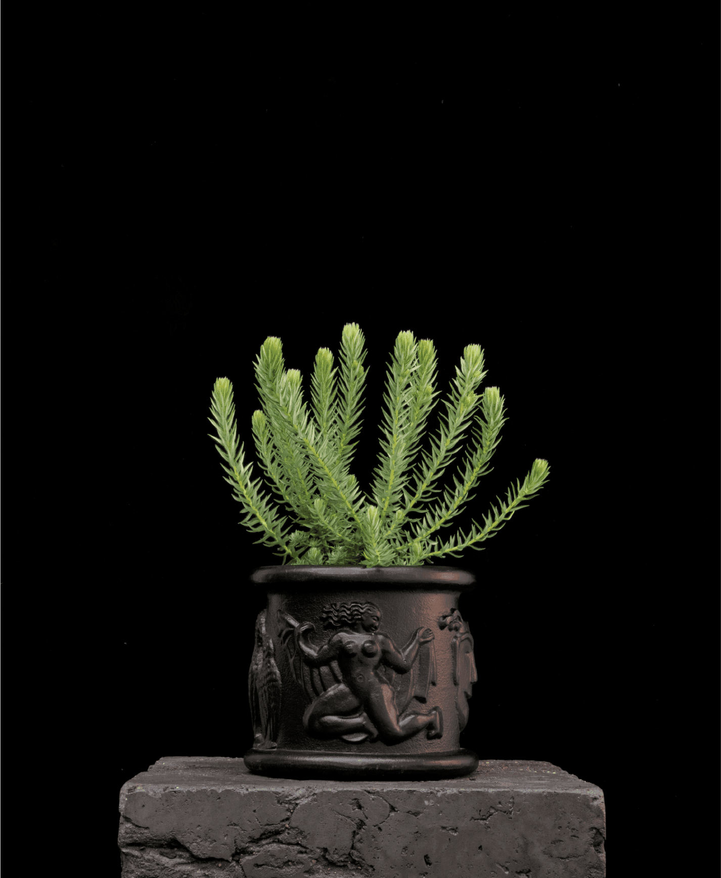 Hydra – Unique Feathered Foliage & Seasonal Flowers For Your Garden