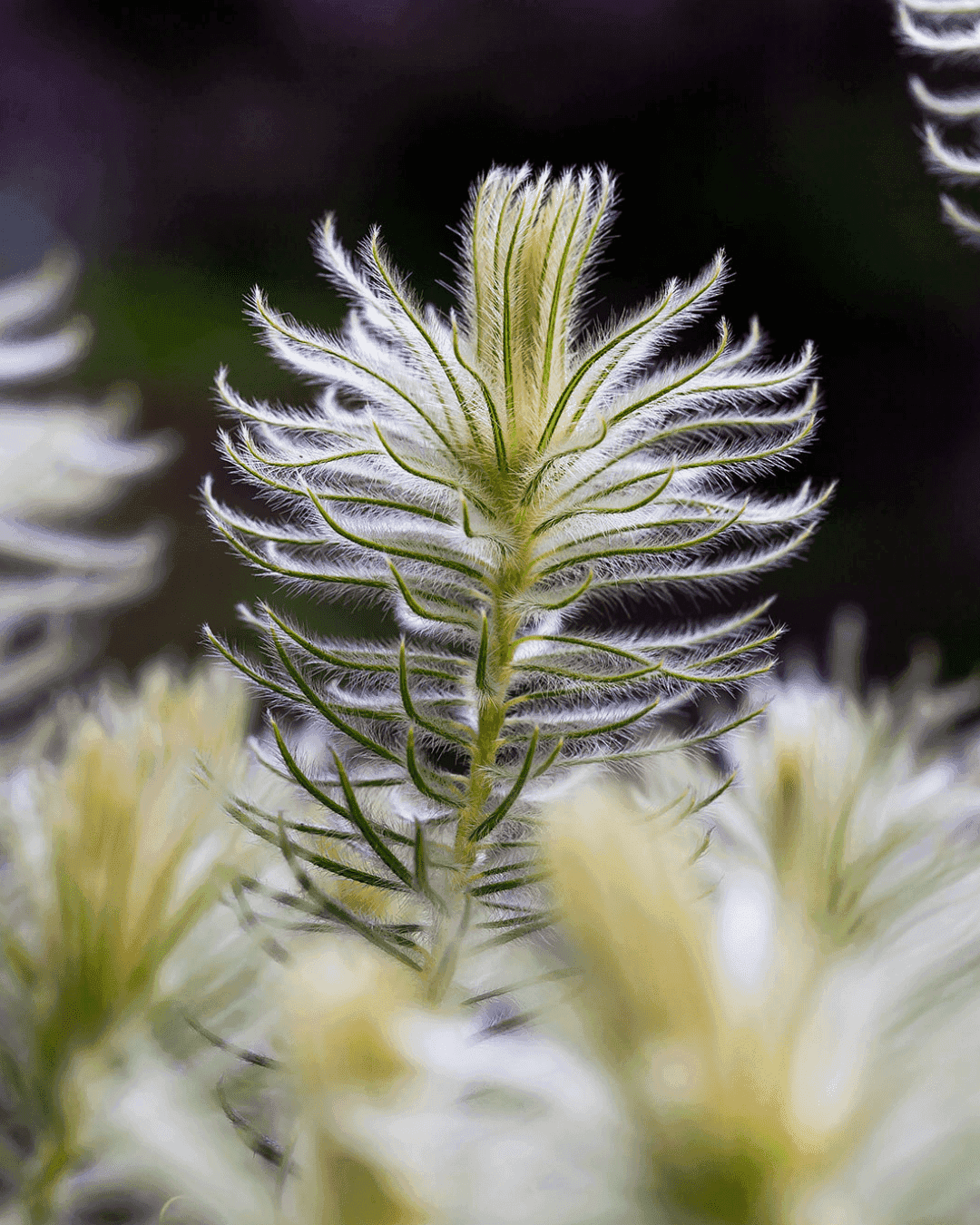 Hydra – Unique Feathered Foliage & Seasonal Flowers For Your Garden