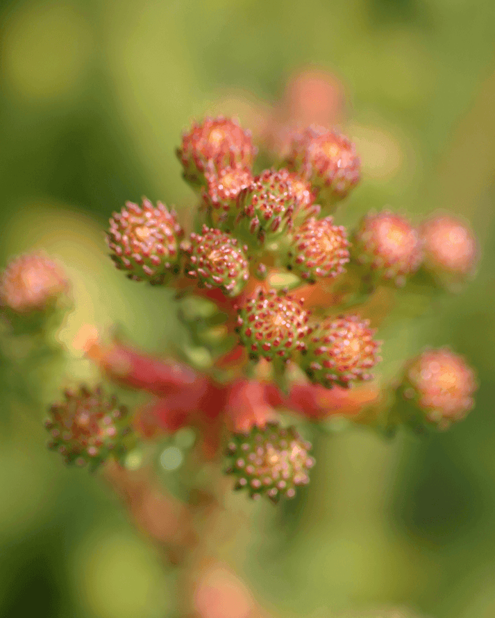 Majira Berzelia Stokoei - Australian Native Plants Online